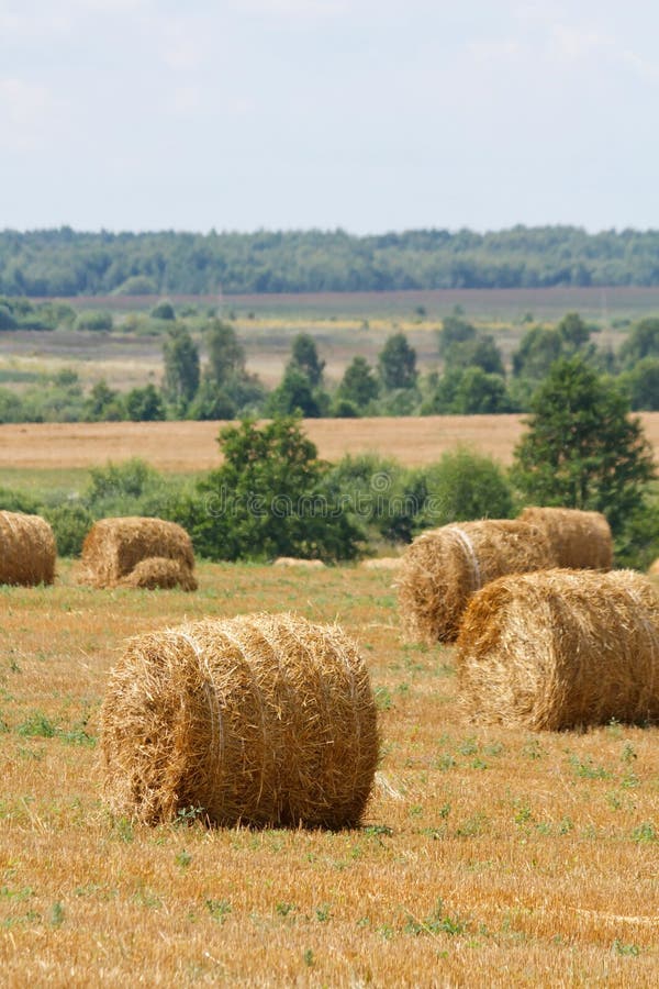 Hay stacks stock image. Image of grow, roll, landscape - 23852473