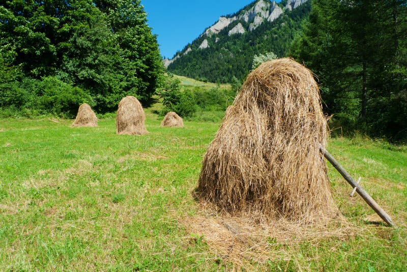 Hay stacks stock photo. Image of grass, trees, field - 57213646