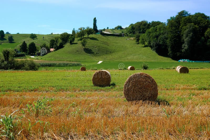 Hay Bales stock image. Image of round, wheat, golden - 156738737