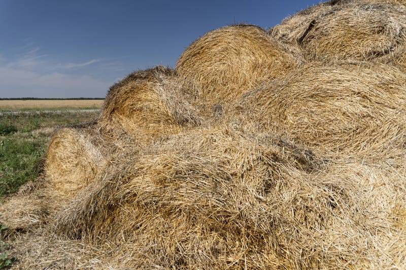A stack of hay. harvest stock photo. Image of brown - 287932626