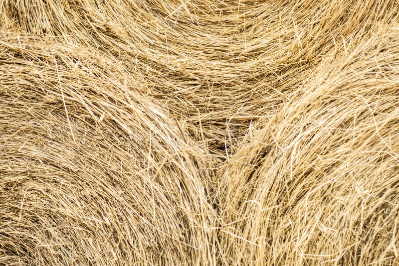 Hay straw bales stock image. Image of summer, bale, plant - 75740705