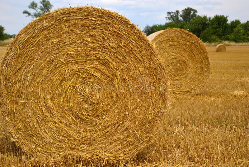 Hay, Straw, Field, Agriculture Picture. Image: 135982640