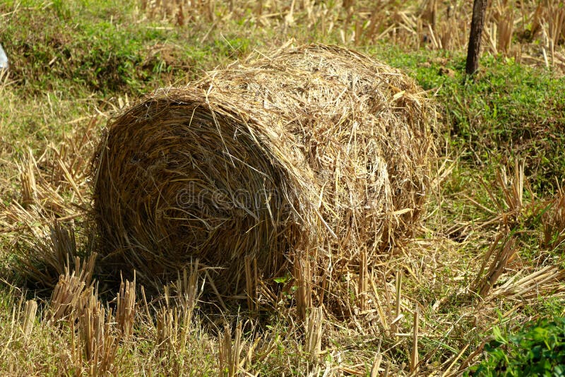 166 Paddy Fodder Stock Photos - Free & Royalty-Free Stock Photos from ...