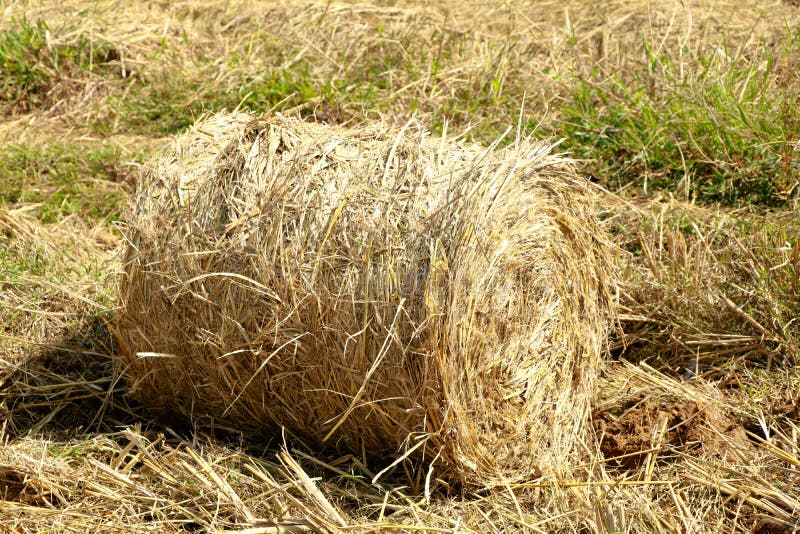 Hay or Straw Roll in the Paddy Field Stock Photo - Image of paddy ...