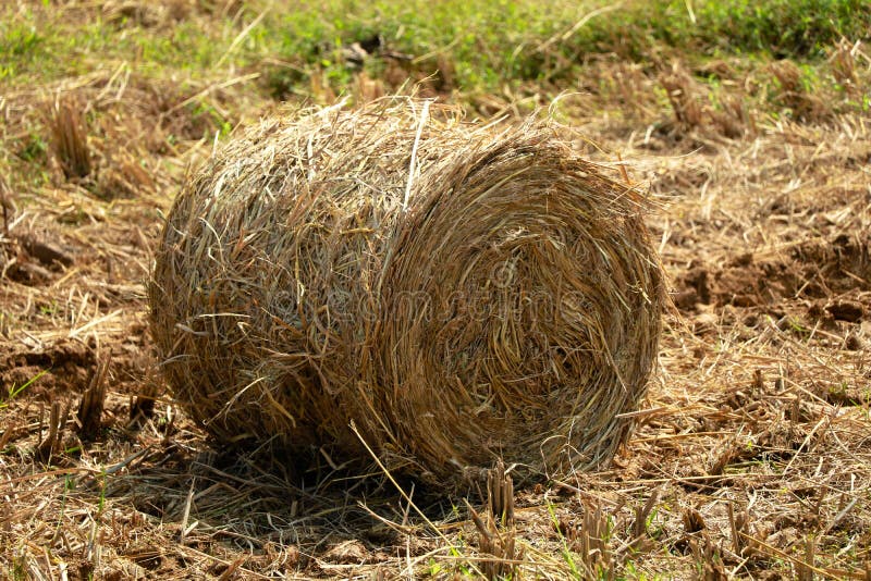 Hay or Straw Roll in the Paddy Field Stock Photo - Image of domestic ...
