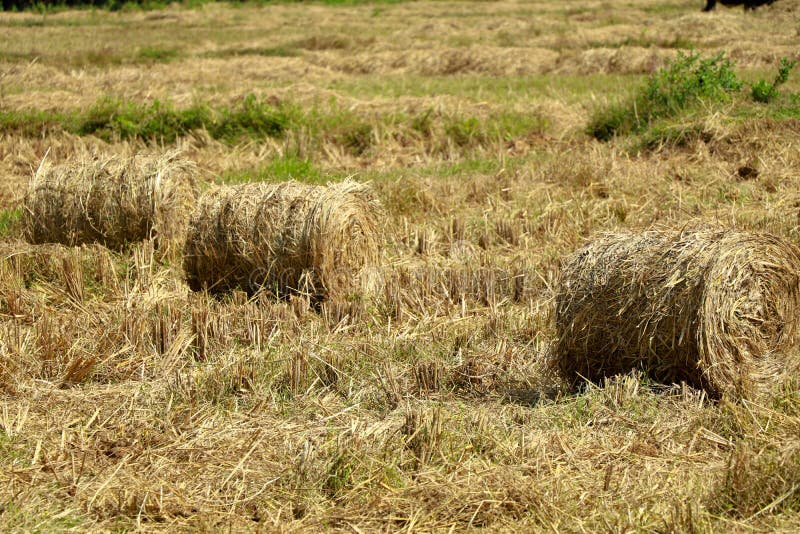 Hay or Straw Rolls in the Paddy Field Stock Image - Image of paddy ...
