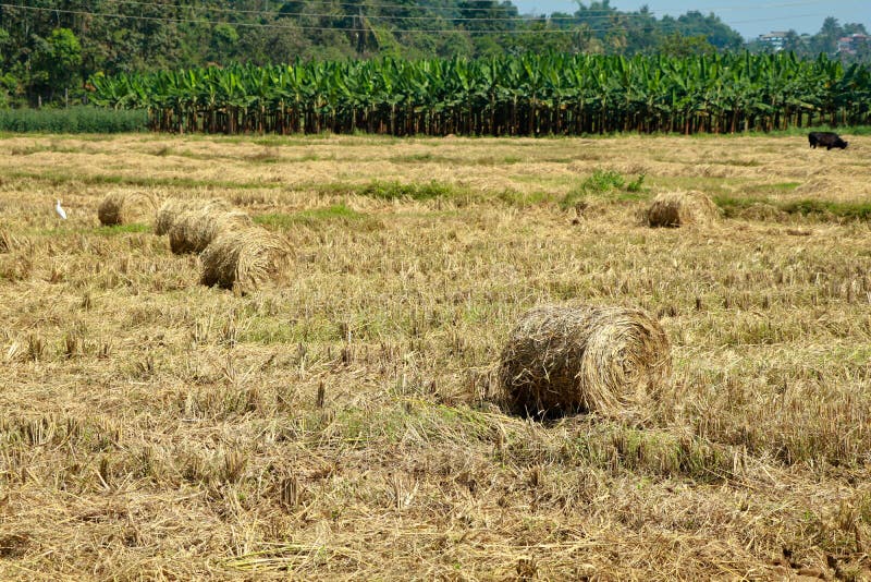Hay or Straw Rolls in the Paddy Field Stock Image - Image of reel ...