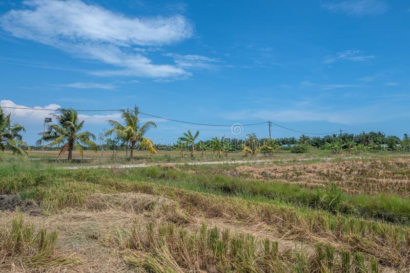 369 Rice Straw Hay Paddy Field Stock Photos - Free & Royalty-Free Stock ...