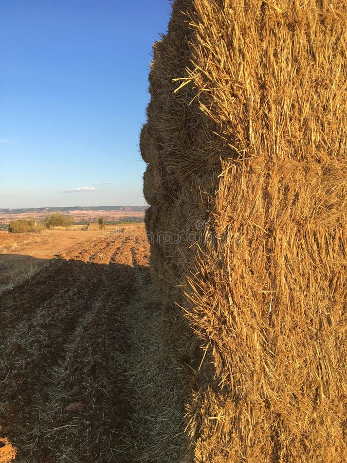 Hay, Field, Agriculture, Straw Picture. Image: 108957643