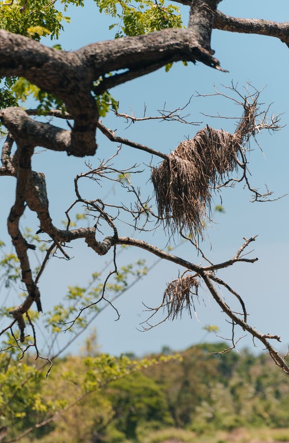 Hay Straws Sticks and Gather Around a Tree Branch Stock Image - Image ...