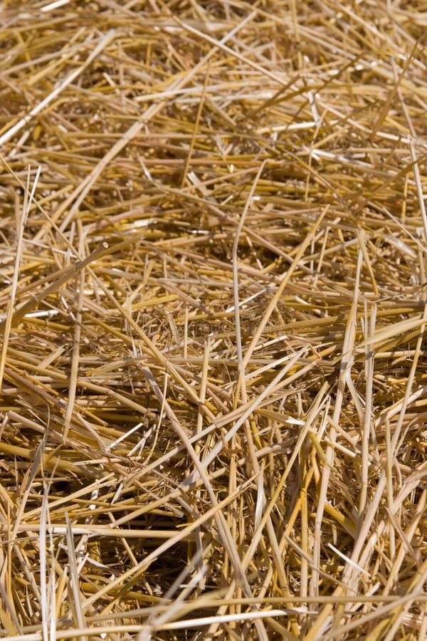 Hay texture stock photo. Image of livestock, yellow, gold - 18365428