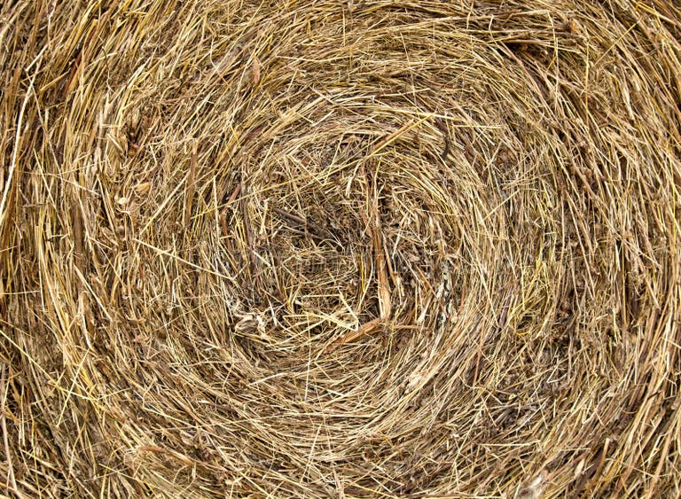 Hay texture stock photo. Image of straw, golden, yellow - 20771108