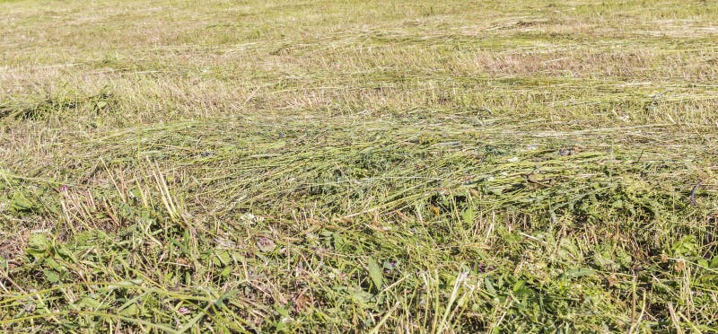 Hay texture background stock image. Image of summer, agriculture - 56254887