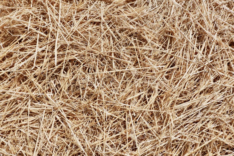 Hay Texture for the Backgrounds and Backdrops. Horizontal Photo Stock ...
