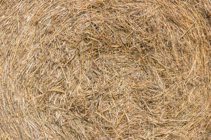 A bale of golden hay stock photo. Image of pattern, wheat - 273934024