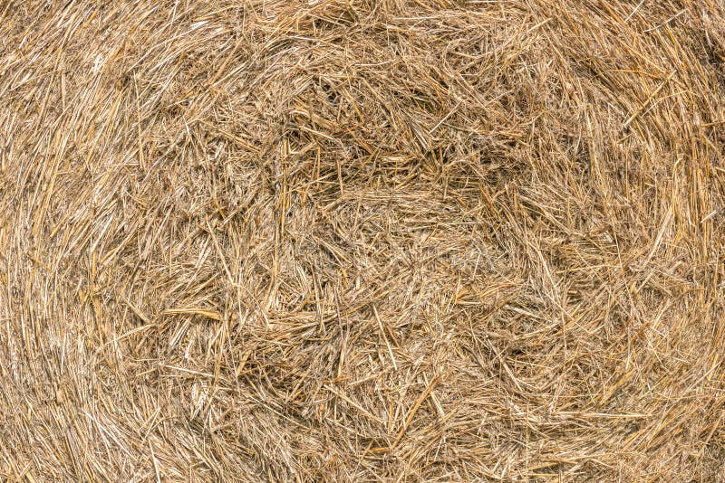 A bale of golden hay stock photo. Image of pattern, wheat - 273934024