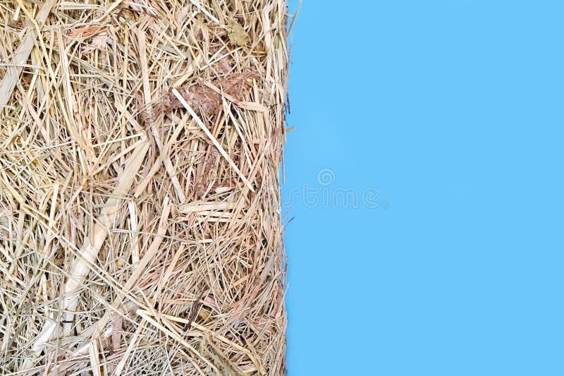 Hay Texture and Blue Background, Top View, Copy Space Stock Image ...