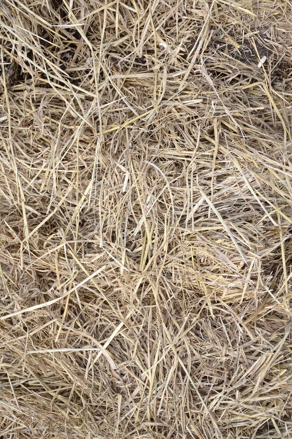 Hay texture stock photo. Image of agriculture, hayloft - 79079360
