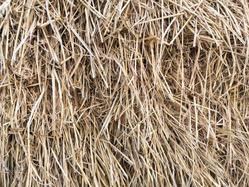 Hay texture stock photo. Image of nature, rough, harvest - 81755610