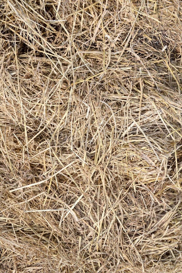 Hay texture stock photo. Image of mulched, texture, grain - 79244070