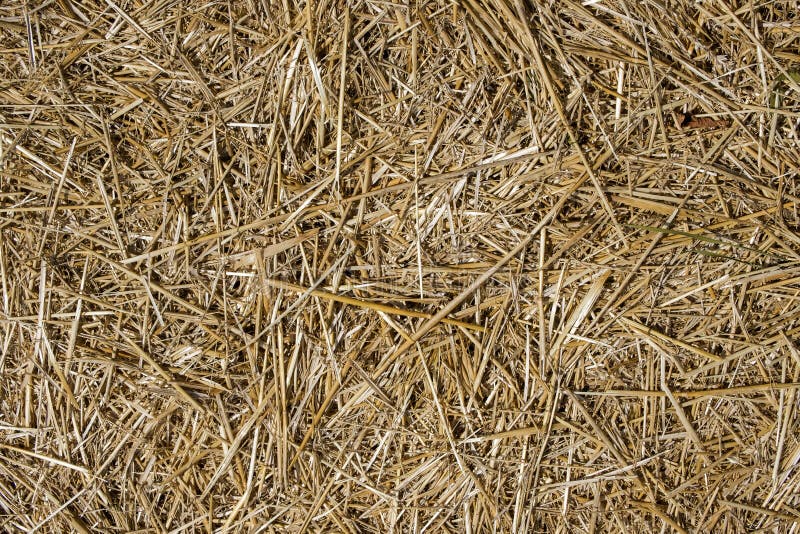 Close Up of Ground. Texture of Straw Stock Photo - Image of corn ...