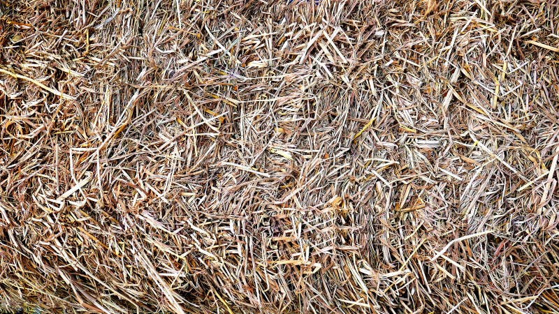 Hay Texture stock image. Image of background, haystack - 101015181