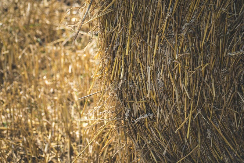 Hay texture. dry cut grass stock image. Image of healthy - 286570645