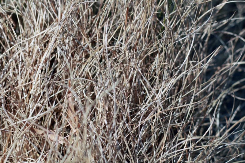 The dry grass. stock image. Image of soft, pattern, haulm - 115036639