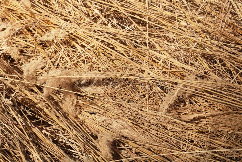 The dry grass. stock photo. Image of haulm, macro, agriculture - 115037210