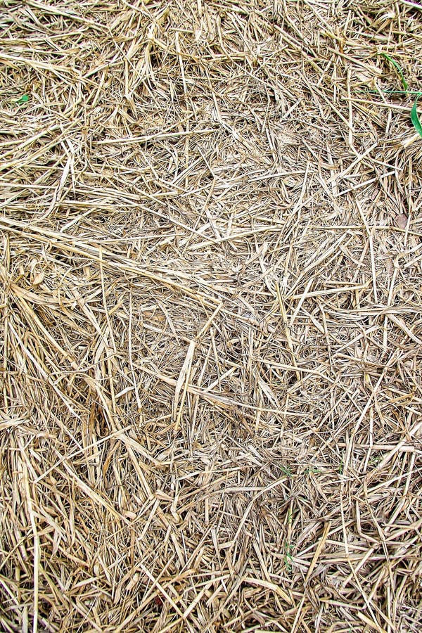 Hay Texture Stock Images - Download 11,992 Royalty Free Photos