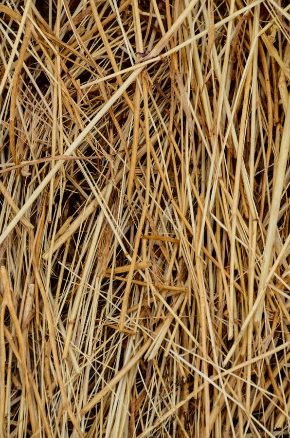 Hay Texture stock image. Image of color, field, land - 43700587