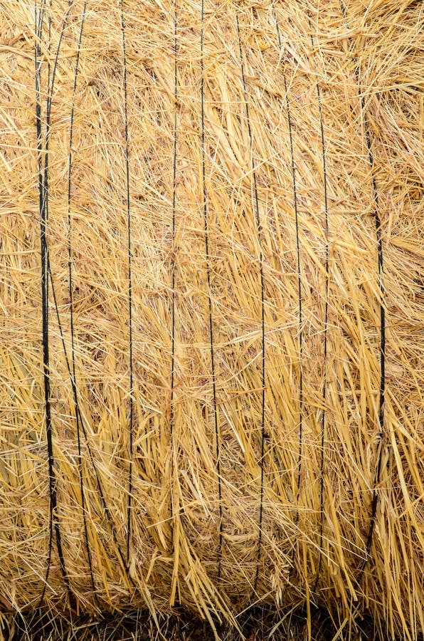 Hay Texture stock image. Image of farm, autumn, corn - 44982741