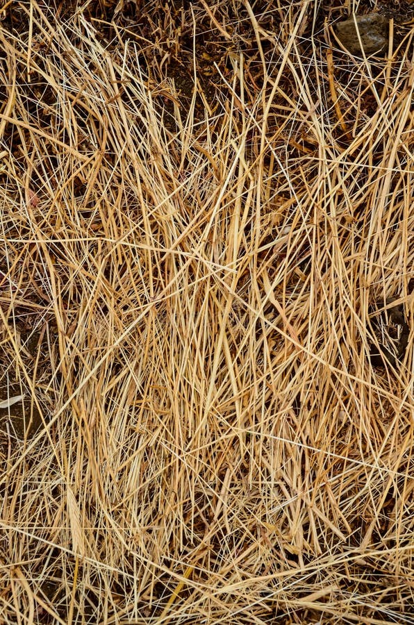 Hay Texture stock image. Image of grain, haystack, growing - 48218249