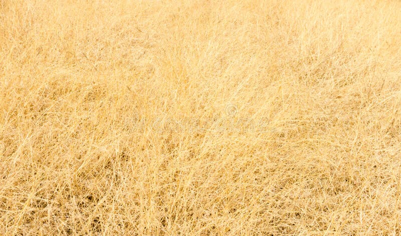 Hay texture stock photo. Image of outdoors, botanic, rural - 39512542