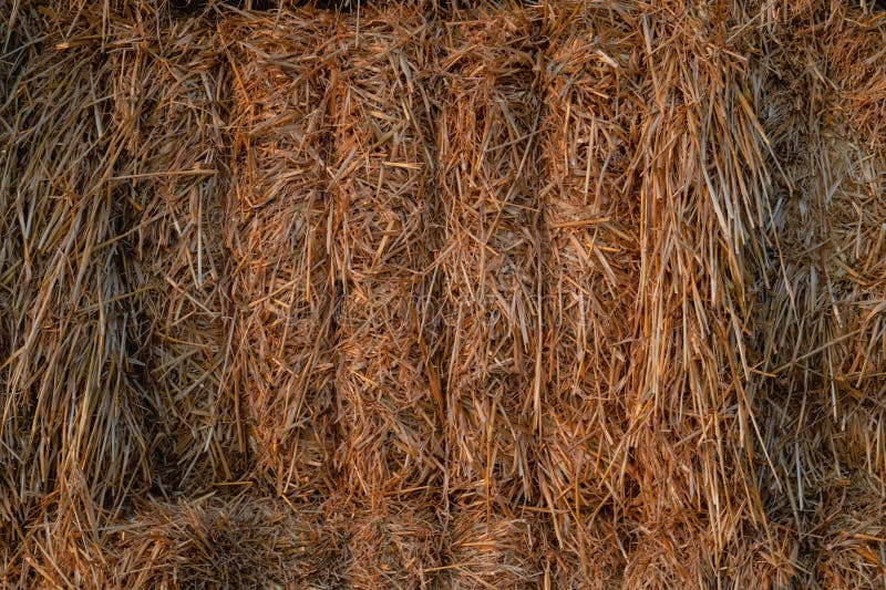 Hay Texture. Pile of Golden Yellow Hay. Hay Straw for Background. Farm ...