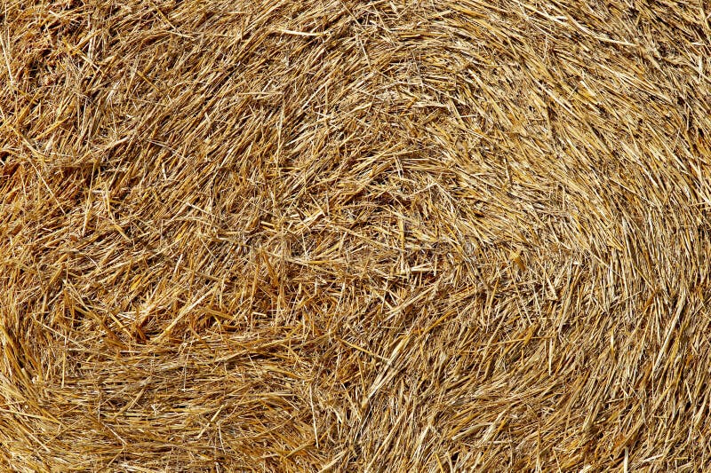 Hay texture stock photo. Image of harvesting, crop, elusive - 48657356