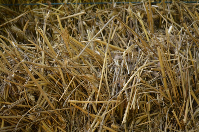 Hay texture stock photo. Image of background, field, texture - 76292780