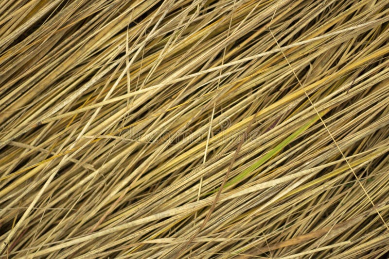 Hay texture. Yellow grass stock image. Image of backdrop - 234023113