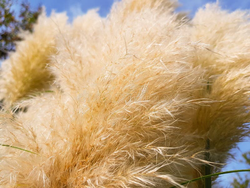 Hay type of flower stock image. Image of nature, flower - 174084425