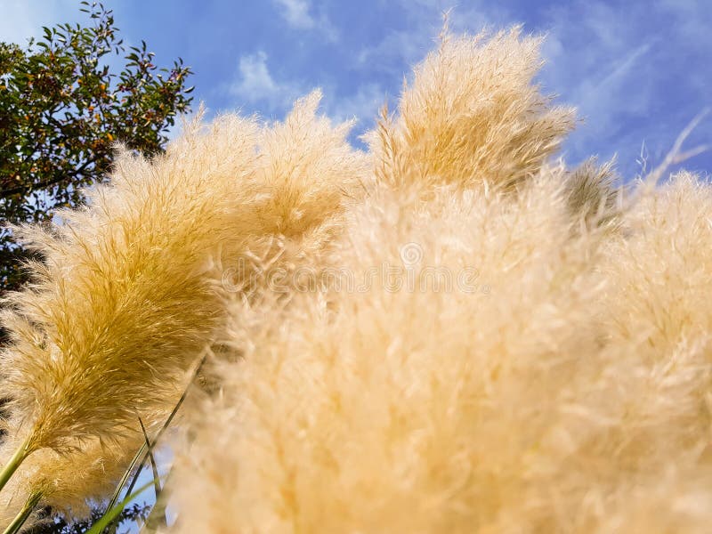 Hay type of flower stock photo. Image of park, outside - 174084438