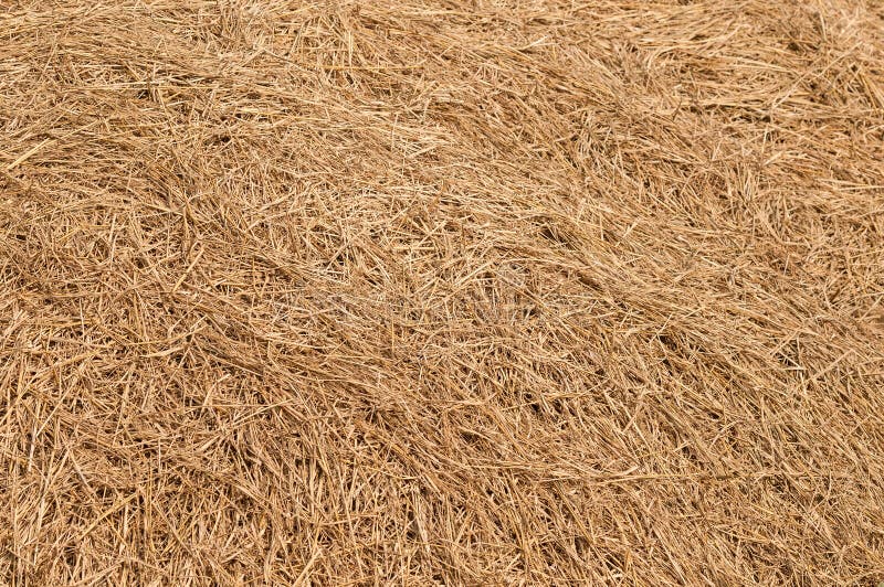 198 Straw Wisp Stock Photos - Free & Royalty-Free Stock Photos from ...