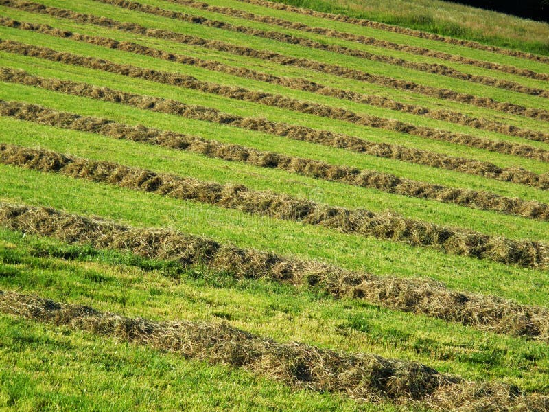 Hay windrows stock image. Image of agricultural, field - 23844813
