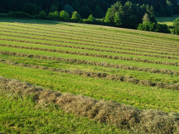 Hay windrows stock image. Image of farm, field, grass - 23844853