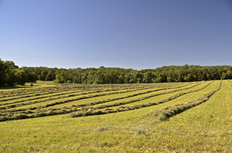 Hay windrows in a field stock image. Image of production - 59183233