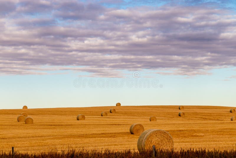 Haybales in Fall Fields. Wheatland County, Alberta, Canada Stock Photo ...
