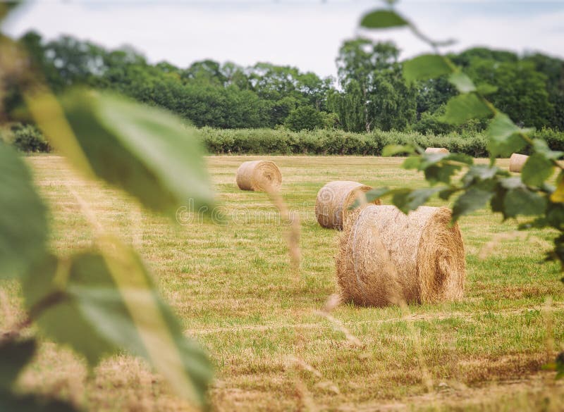 Haybales stock image. Image of field, grass, farm, idyllic - 56636209