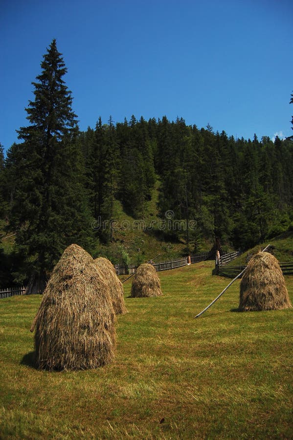 Haycock stock photo. Image of field, fodder, rural, gathering - 26275606