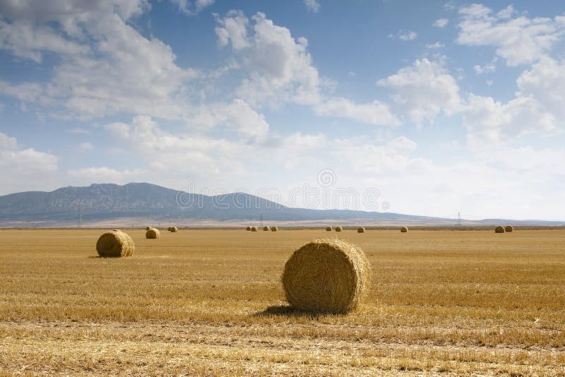 Hayfield stock photo. Image of dusk, field, agriculture - 10736406