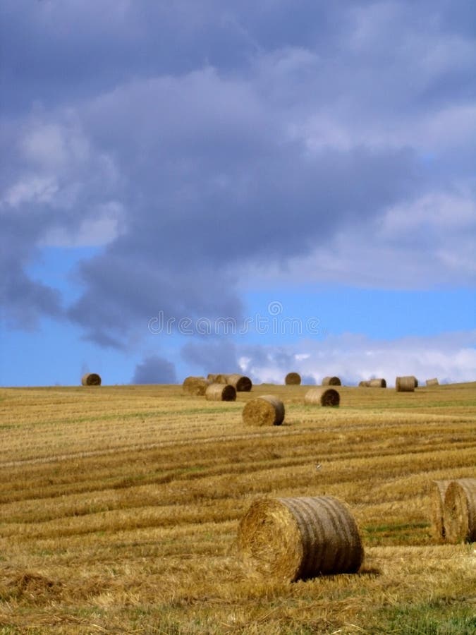 The Hayfield stock image. Image of rural, bale, birds - 3105305