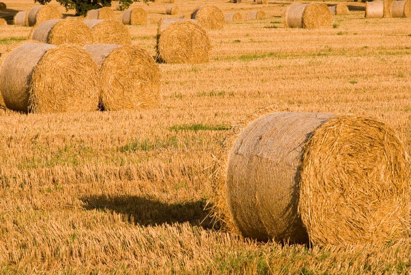 Hayfield at harvest I stock image. Image of grass, field - 4978813